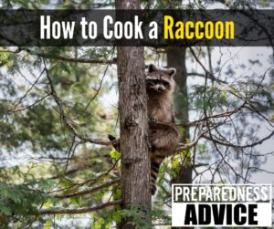 How to Cook a Raccoon - PREPAREDNESS ADVICE